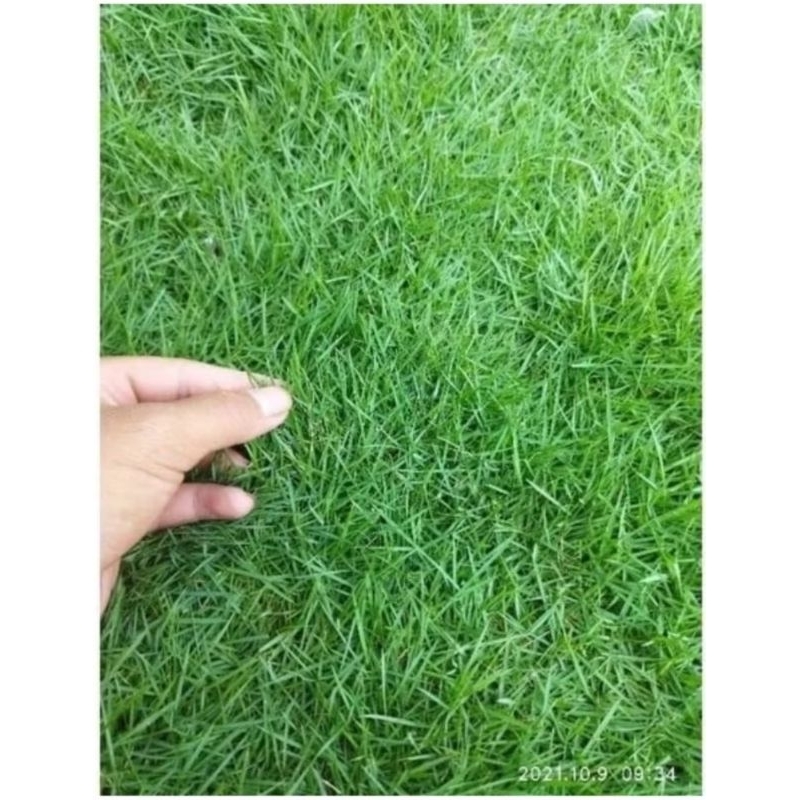 Jual TamanQu - Rumput Jepang / Peking 1×1 meter persegi murah siap ...