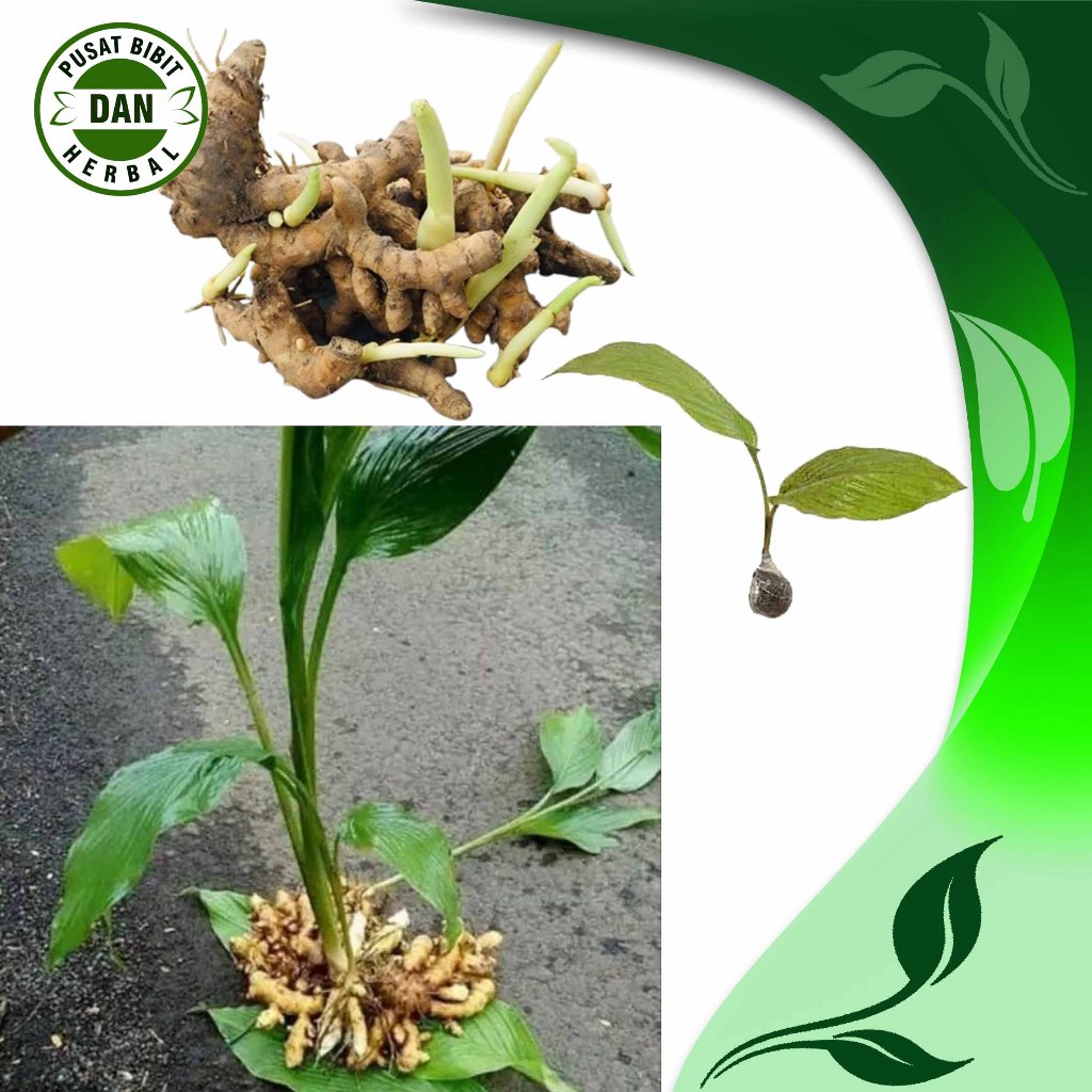 Jual Bibit Temu Mangga Super tanaman herbal sudah tumbuh besar per ...
