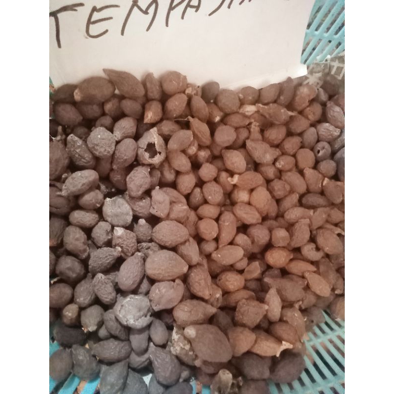 Jual TEMPAYANG | KACANG MALVA 1 BUTIR | Shopee Indonesia