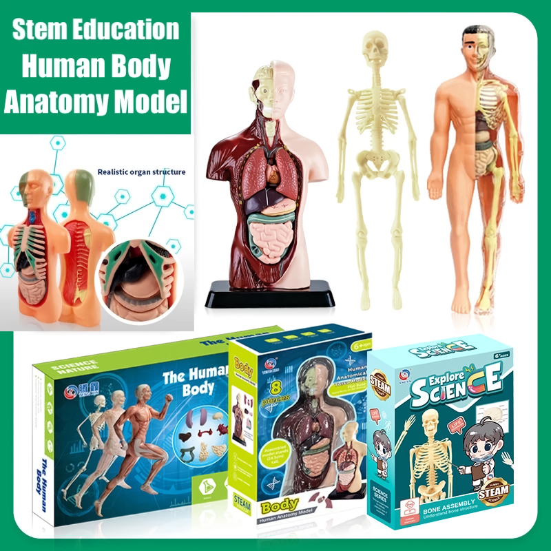 Jual Mainan Puzzle 3D Model Human Body Edukasi Anak Sains Belajar Anatomi Tubuh Tulang Organ ...
