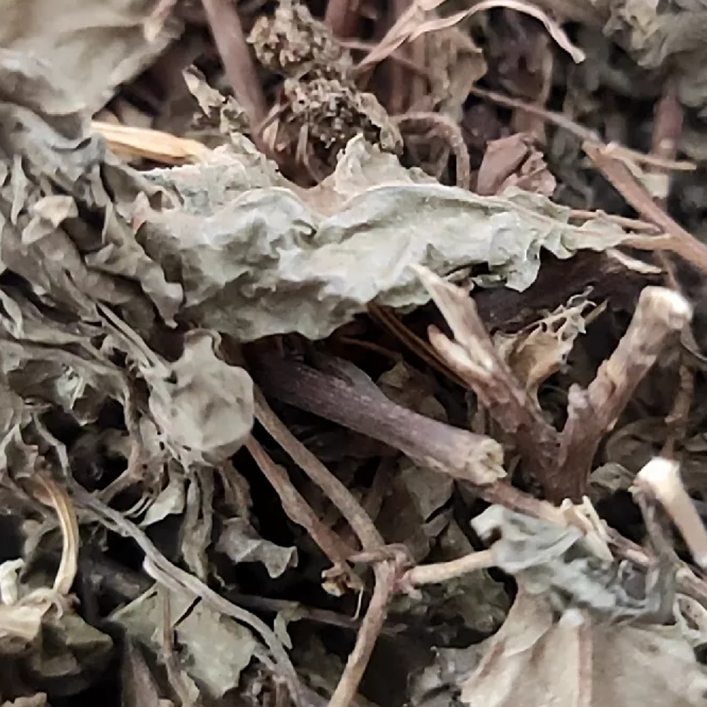 Jual Daun Beluntas Kering 125 gr – Herbal Alami untuk Kesehatan dan ...