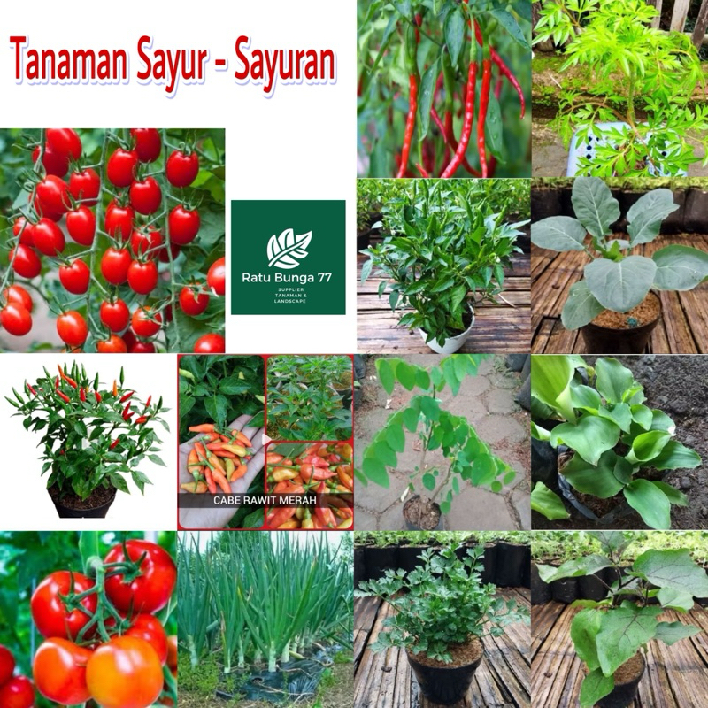 Jual Tanaman sayur - sayuran | Shopee Indonesia