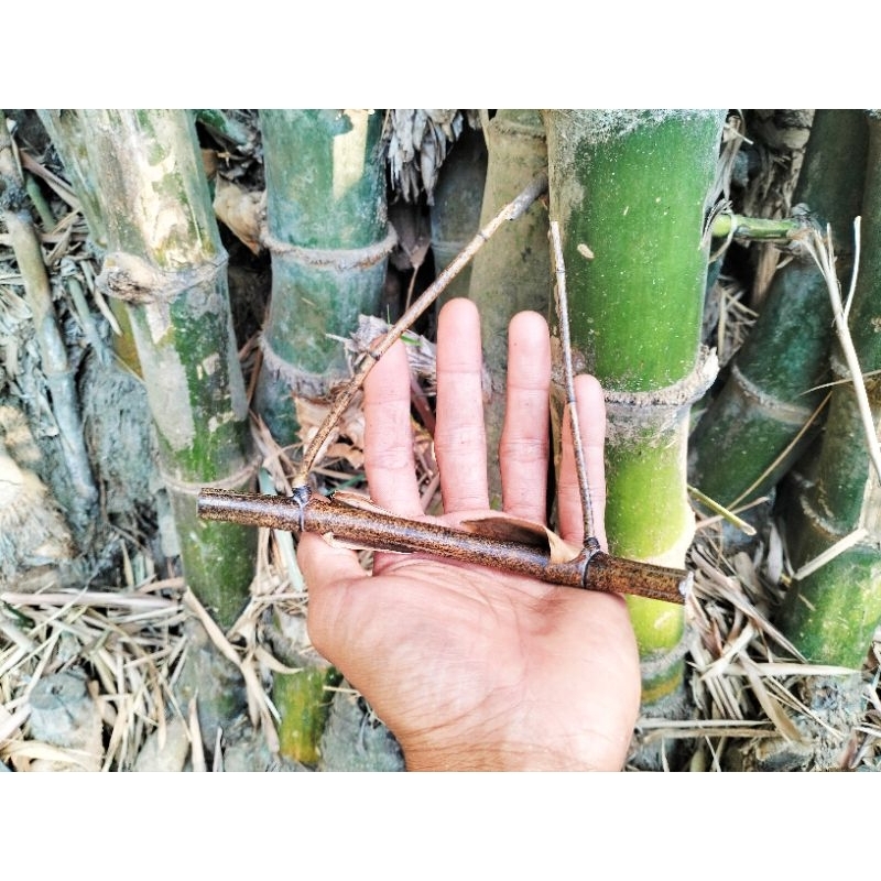 Jual BAMBU PETUK | Shopee Indonesia