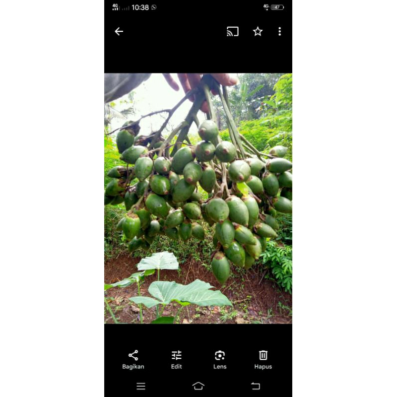 Jual buah pinang muda 1 kg | Shopee Indonesia