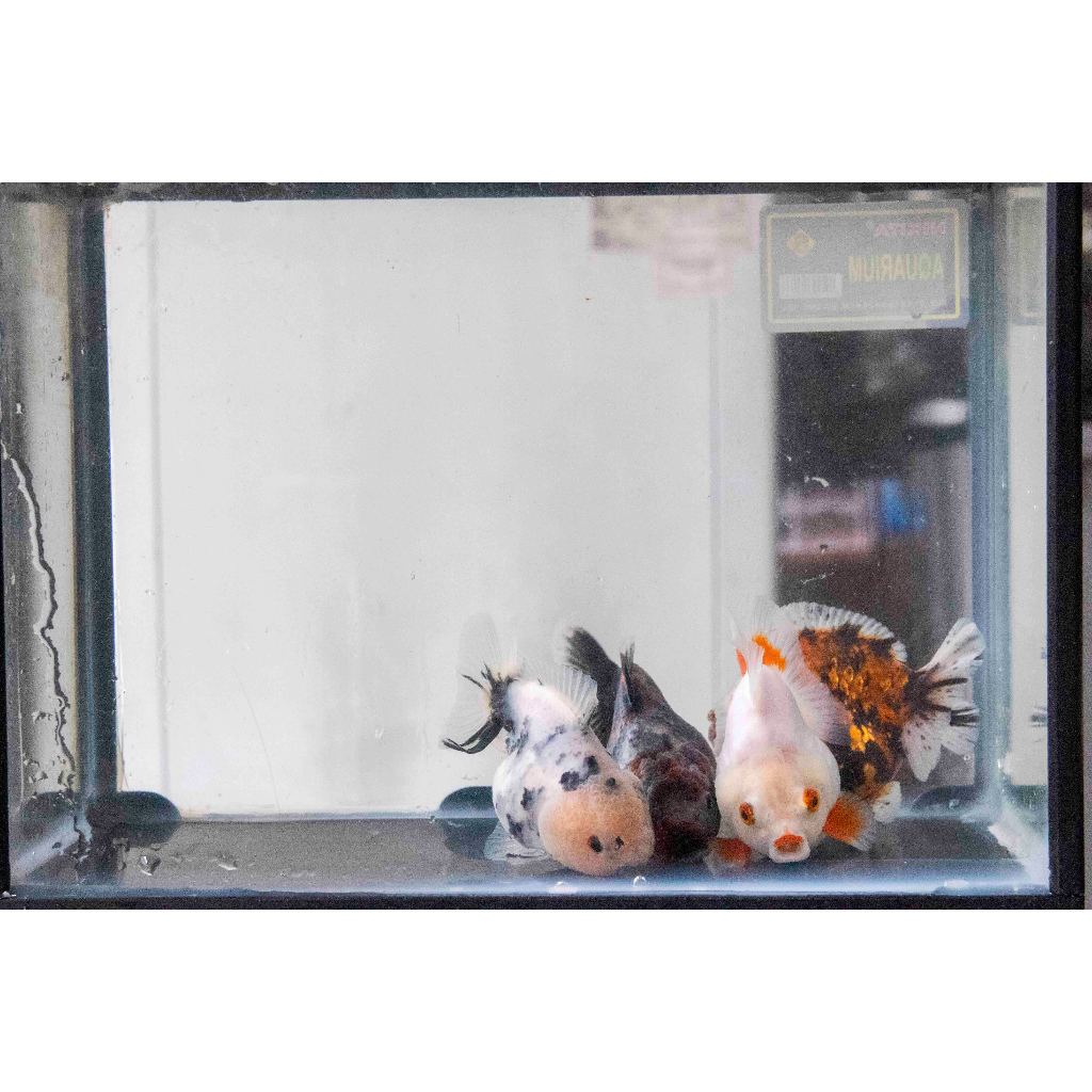 Jual Ikan Mas Koki Oranda Short Tail OST Jambul All Varian Variant ...