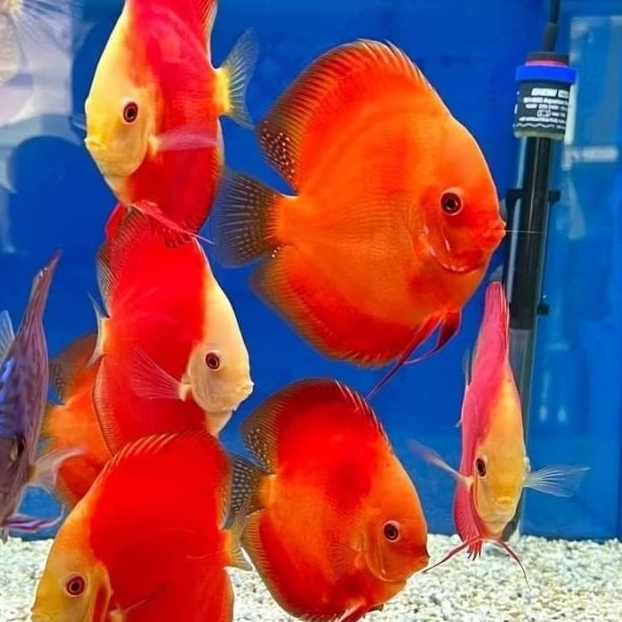Jual ikan hiasan aquarium discus red melon | Shopee Indonesia