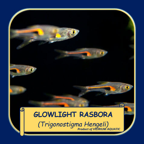 Jual IKAN HIAS AIR TAWAR - RASBORA HENGLI / RASBORA HENGELI / RASBORA ...