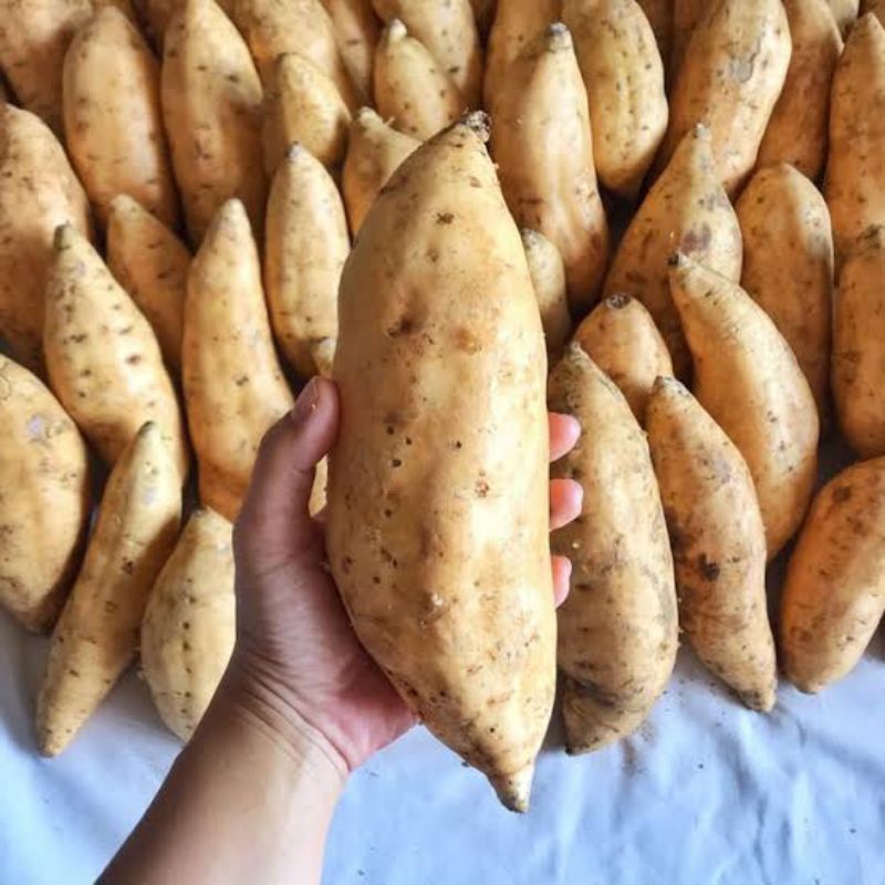 Jual ubi jalar 1kg ubi jalar putih ubi jalar biasa pulen cocok untuk ...