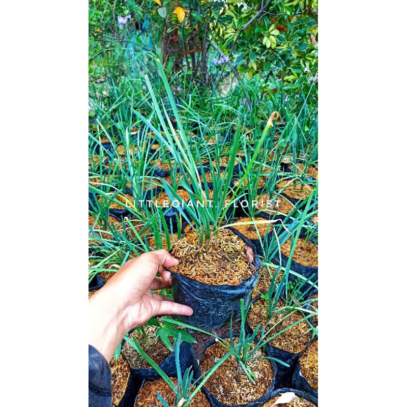 Jual Bibit Tanaman Kucai Sayur/Kucai Mini | Shopee Indonesia