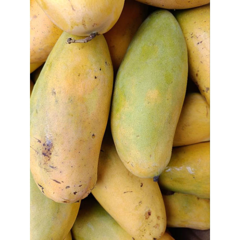 Jual Buah mangga golek 1 kg | Shopee Indonesia