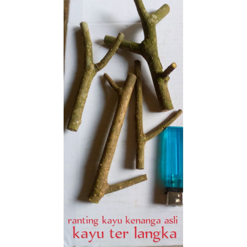 Jual ranting kayu cempaka putih kantil asli kayu Ter langka 4pis ...