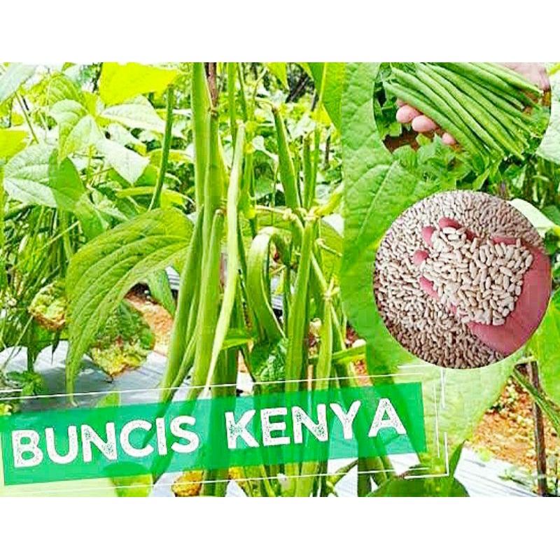 Jual 50 Biji Benih Bibit Buncis Kenya Super Unggul Tidak Merambat ...