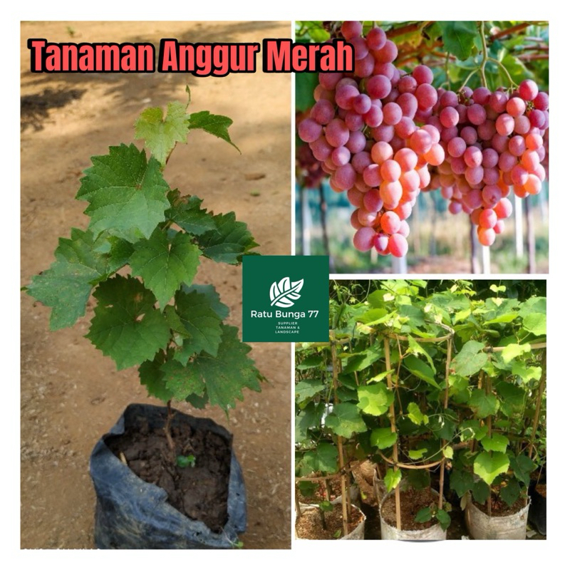 Jual Tanaman anggur mera | Shopee Indonesia