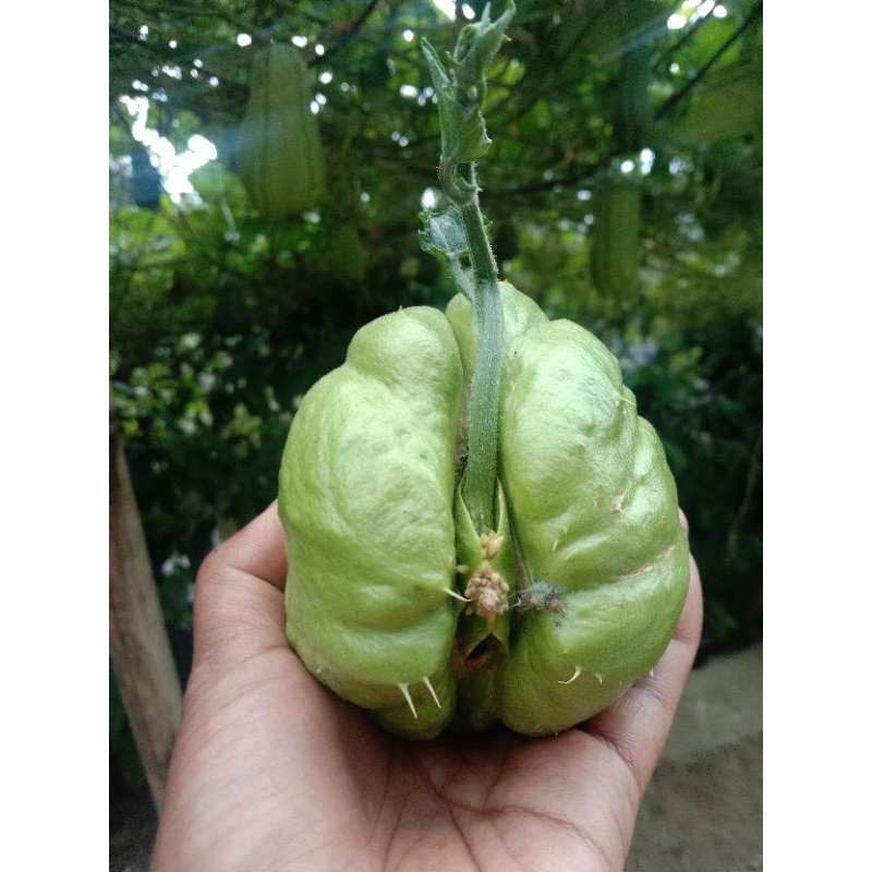 Jual benih labu siam super, siap tanam berbuah lebat | Shopee Indonesia