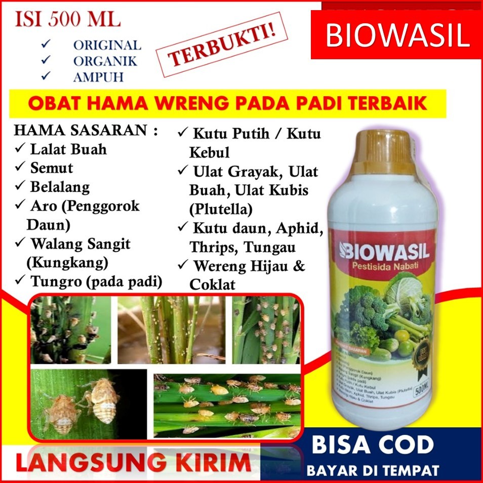 Jual BIOWASIL obat hama padi - Pestisida padi atasi hama padi ...