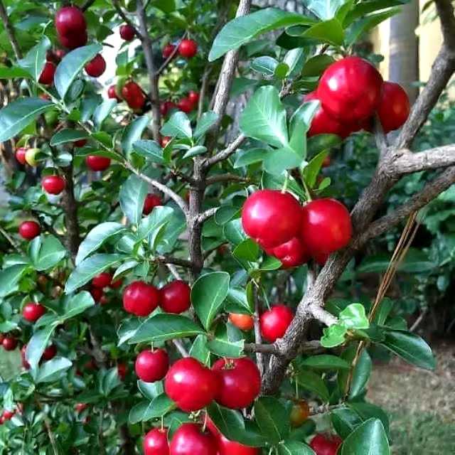 Jual Bibit Tanaman Buah Cherry Vietnam / Bardados Buah Besar ASLI Hasil ...