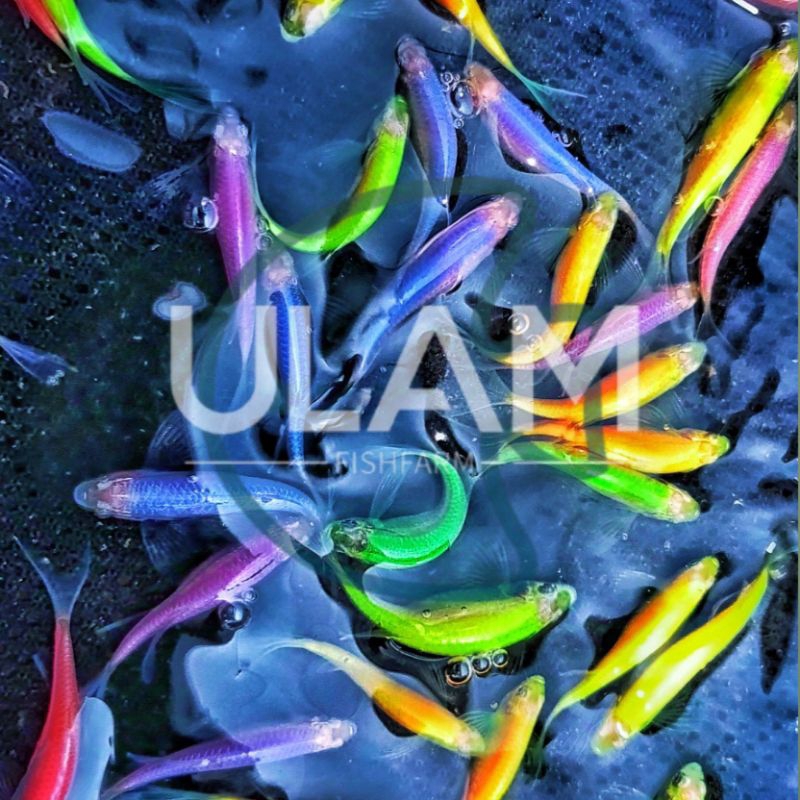 Jual Hiasan Danio Slayer Warna Mix Isi 10 | Shopee Indonesia