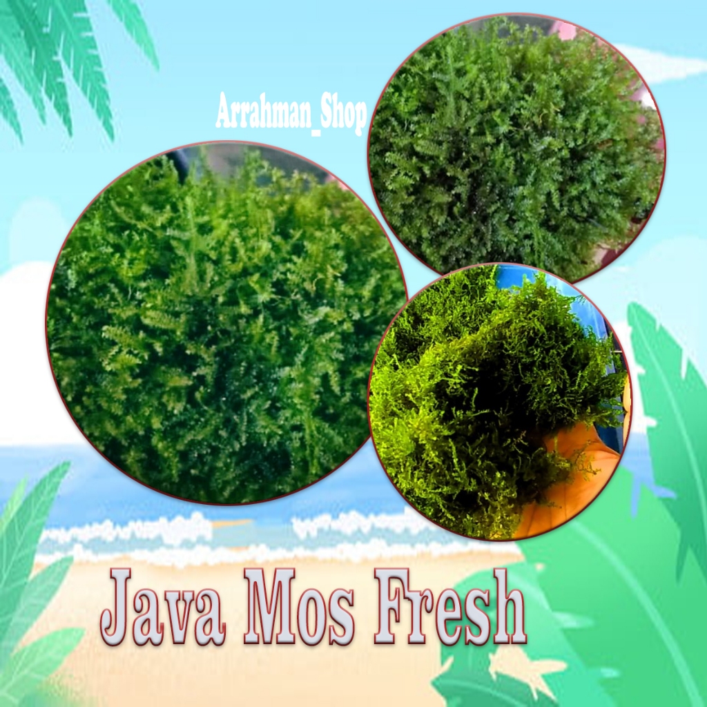 Jual Java moss aquascape - Tanaman Air Aquascape Aquarium Java Moss ...