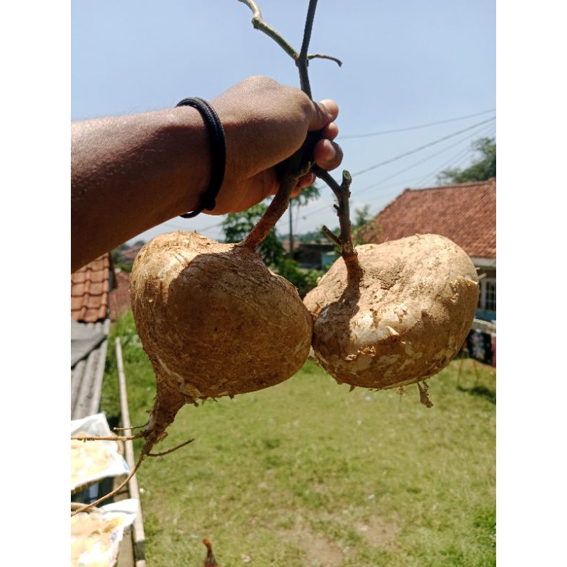 Jual buah bangkuang bogor 1kg | Shopee Indonesia