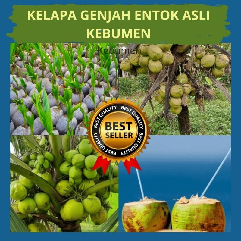 Jual Isi 10 Kelapa Genjah Entok Kebumen, Kelapa Genjah, Kelapa Gading ...