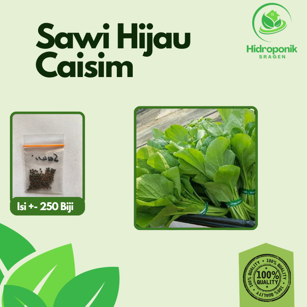 Jual 250 biji -Benih Sawi Caisim unggul Sawi Hijau batang Besar Murah ...