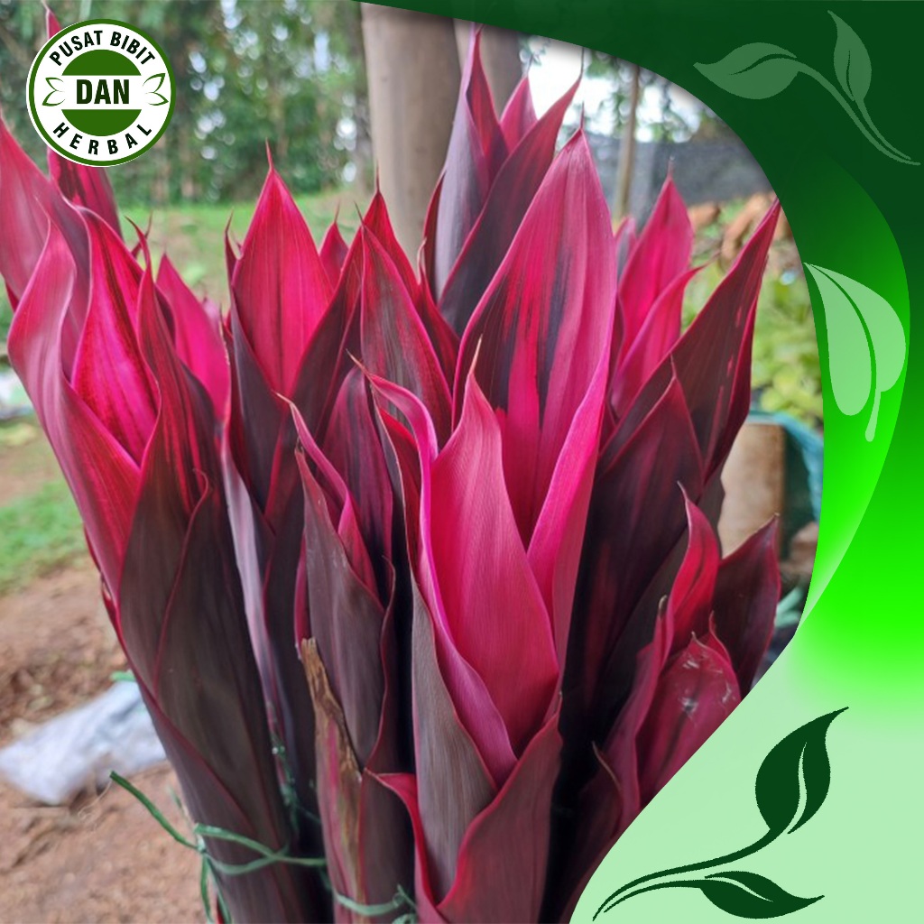 Jual Stek Daun hanjuang merah batang dan daun - pusat bibit dan herbal ...