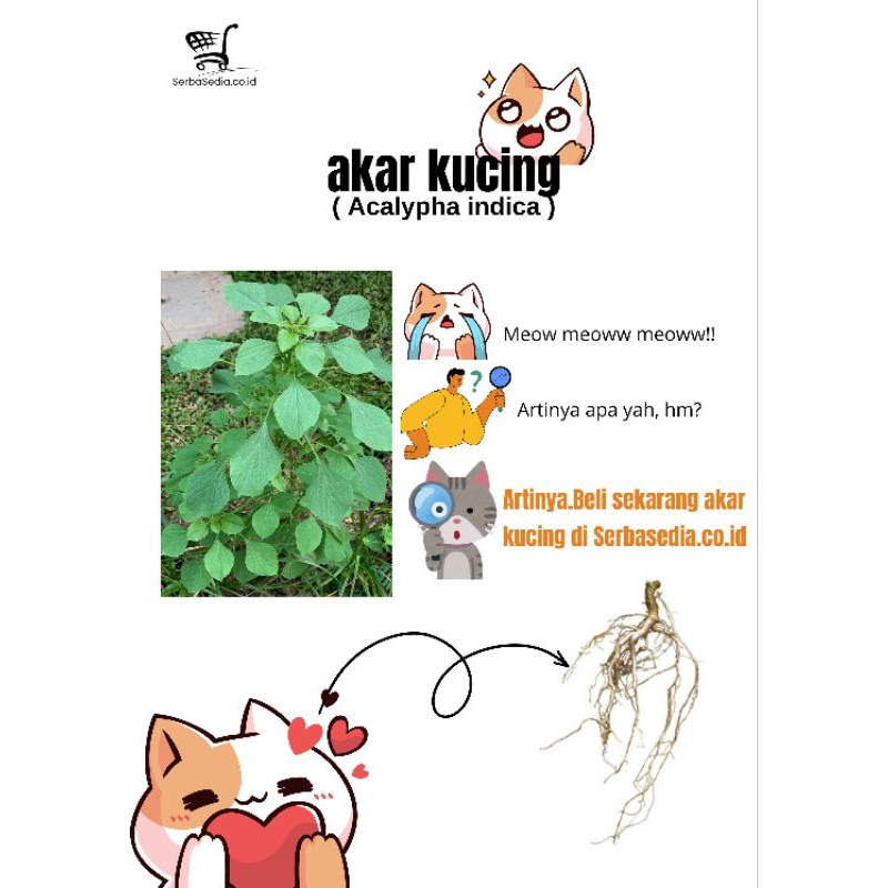 Jual AKAR KUCING ( ACALYPHA INDICA ) | Shopee Indonesia