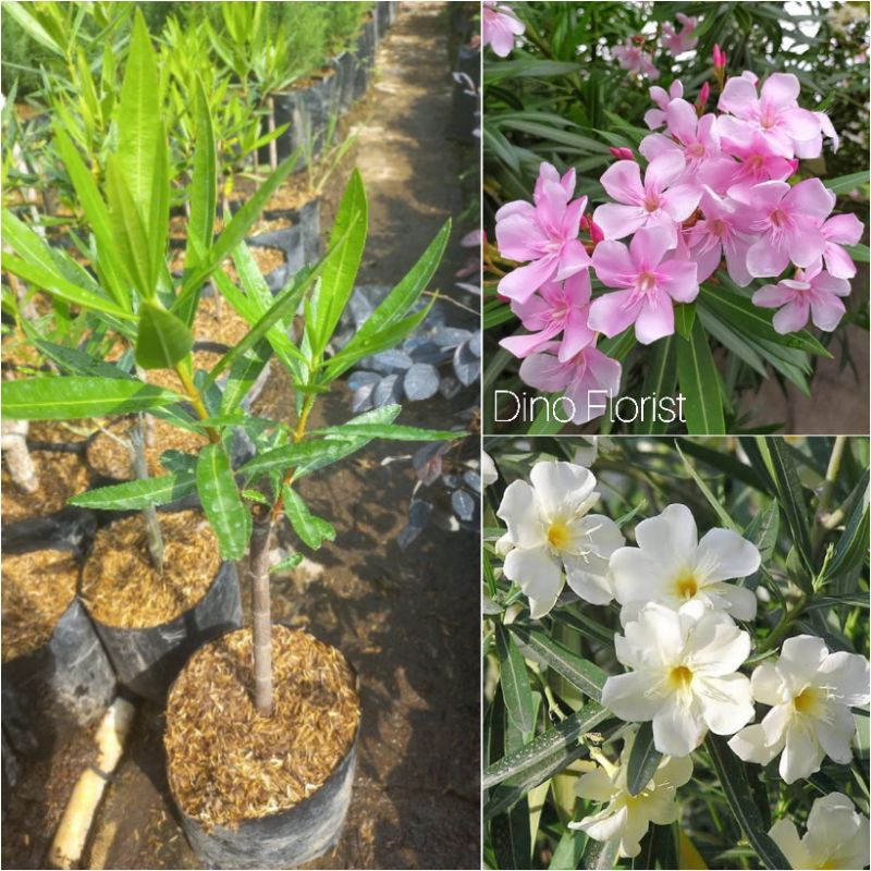 Jual Tanaman Hias Bunga Nerium Oleander / Bunga Oleander Nerium - Bunga ...
