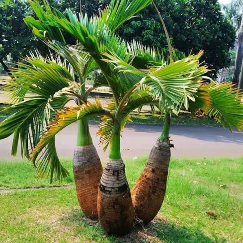 Jual Tanaman Hias Pohon Palem Botol / Hyophorbe lagenicaulis - Tanaman ...
