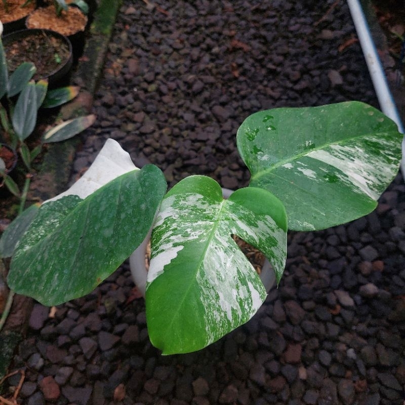 Jual tanaman monstera variegata white tiger atau var marble ekonomis ...