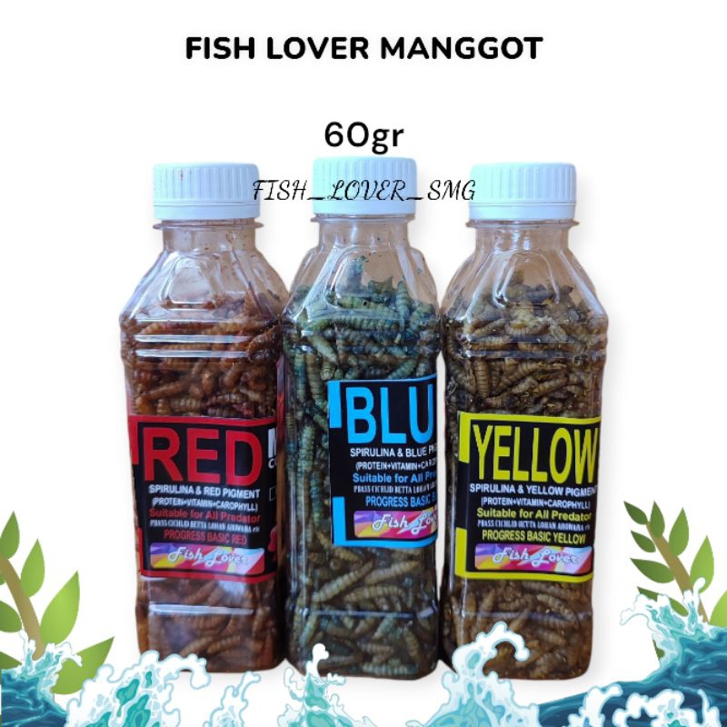Jual Maggot red blue yellow botol 60gr fish lover | Shopee Indonesia