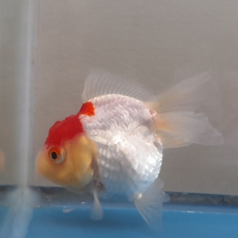 Jual ikan mas koki oranda red cup | Shopee Indonesia