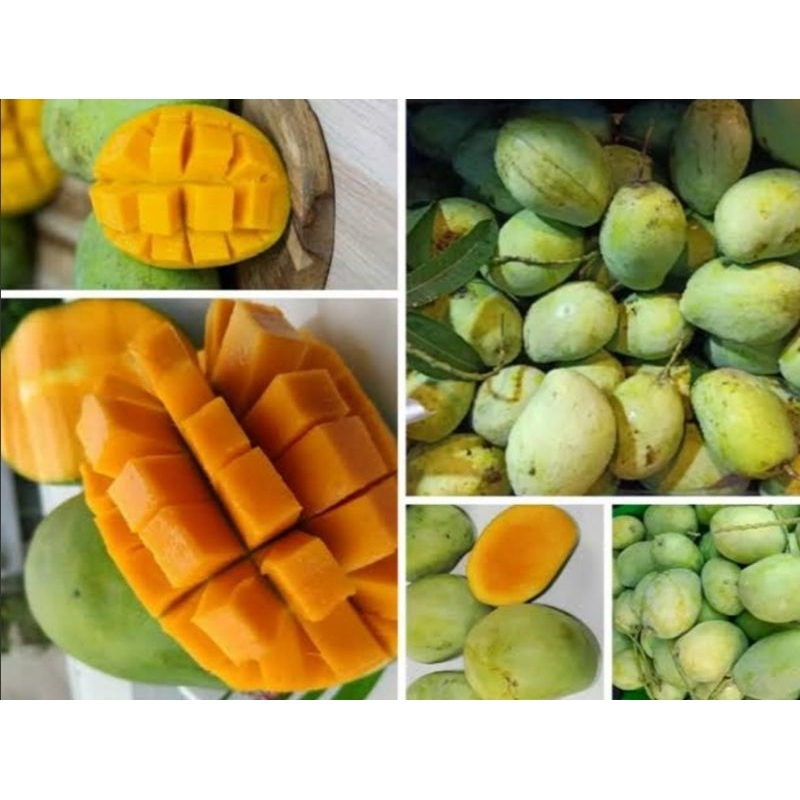 Jual mangga matang mangga indramayu 1 kg | Shopee Indonesia