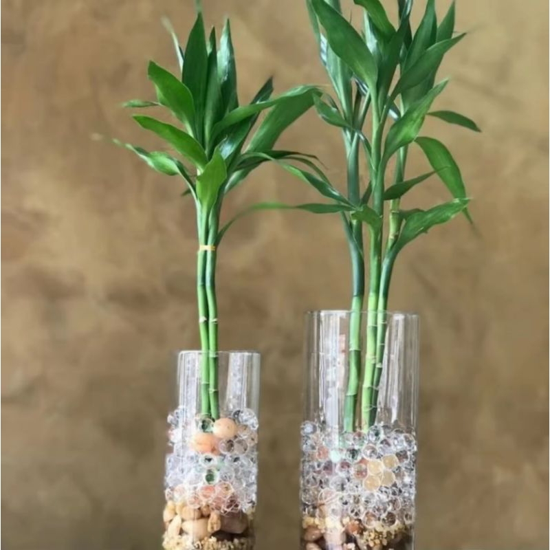 Jual Bibit Terbaik Stek Bambu Hoki Sri Rezeki Hias Berdaun Panjang 30 ...