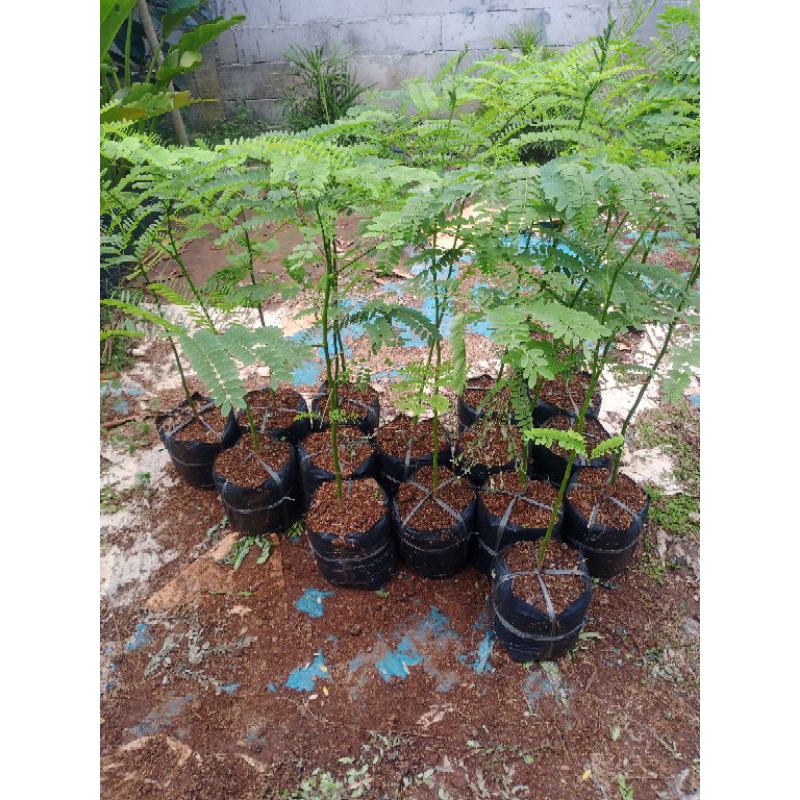 Jual Pohon pakis Brazil tinggi 50cm Sampai 70cm | Shopee Indonesia