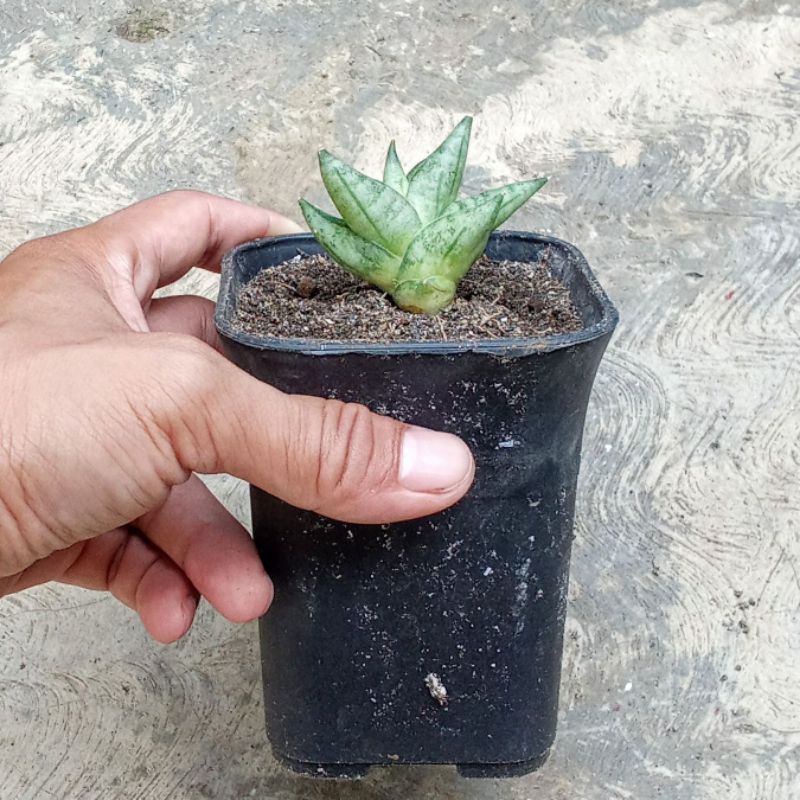 Jual sansevieria boncel new clone | Shopee Indonesia