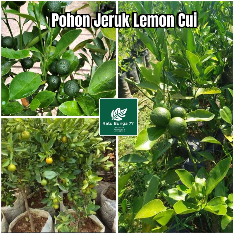Jual Pohon jeruk lemon cui | Shopee Indonesia