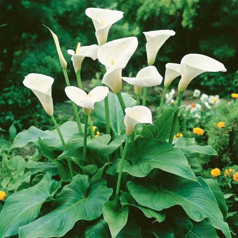 Jual Tanaman hias lily air bunga putih calla lily-zantedeschia ...