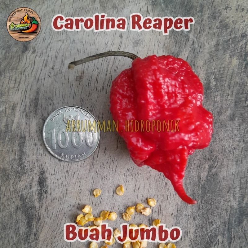 Jual 1 BUAH Cabe Carolina Reaper Red Jenis Terpedas Di Dunia Ukuran ...