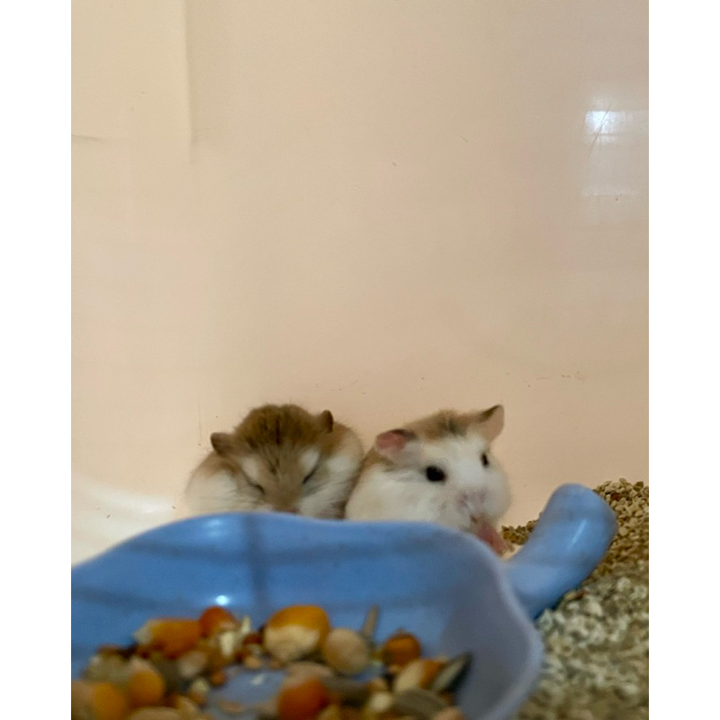 Jual Hamster Roborovski via INSTANT khusus Bali | Shopee Indonesia