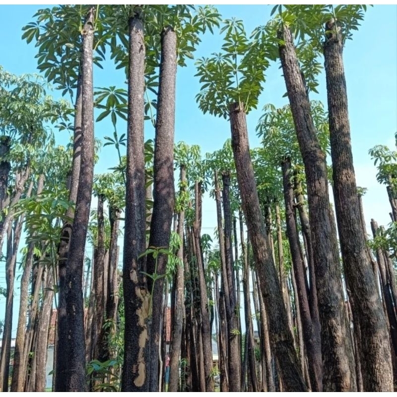Jual pohon pulai pule gruping tinggi 5 meter | Shopee Indonesia