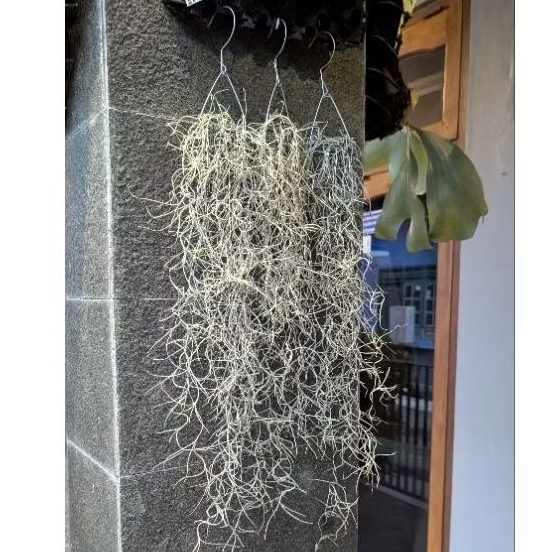 Jual Tanaman Hias | Tanaman Gantung | Jenggot Musa | Jenggot Nabi ...