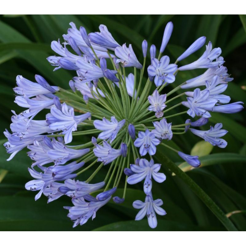 Jual Bibit Tanaman Bunga Agapanthus Biru(Blue African Lily) | Shopee ...