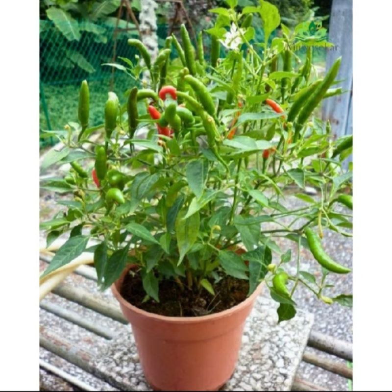 Jual Bibit cabai setan. Cabe ungu/ hitam sudah berbuah. | Shopee Indonesia