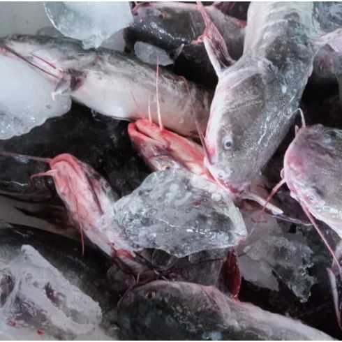 Jual Ikan Baung Segar Fresh Frozen 1KG | Shopee Indonesia
