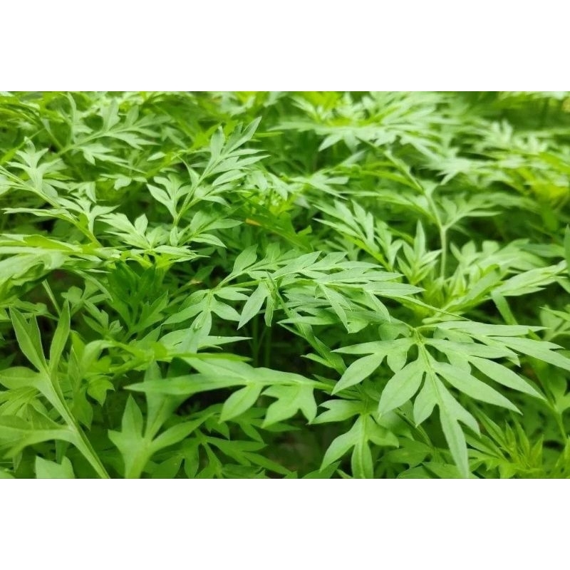 Jual Sayur Daun Kenikir Segar 1kg / Daun kenikir Segar / Daun Ulam Raja ...