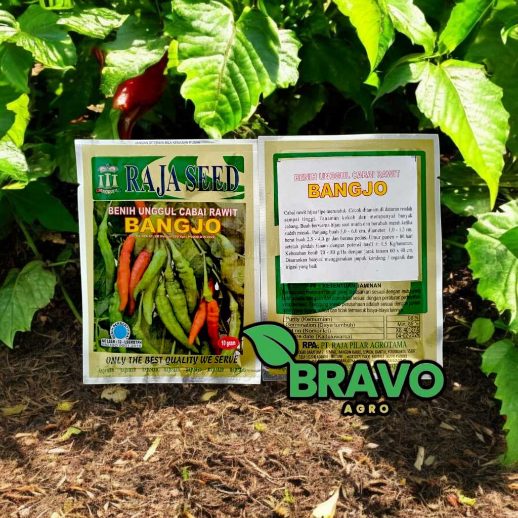Jual BENIH CABAI RAWIT BANGJO (RAJA SEED) - 10 GRAM | Shopee Indonesia
