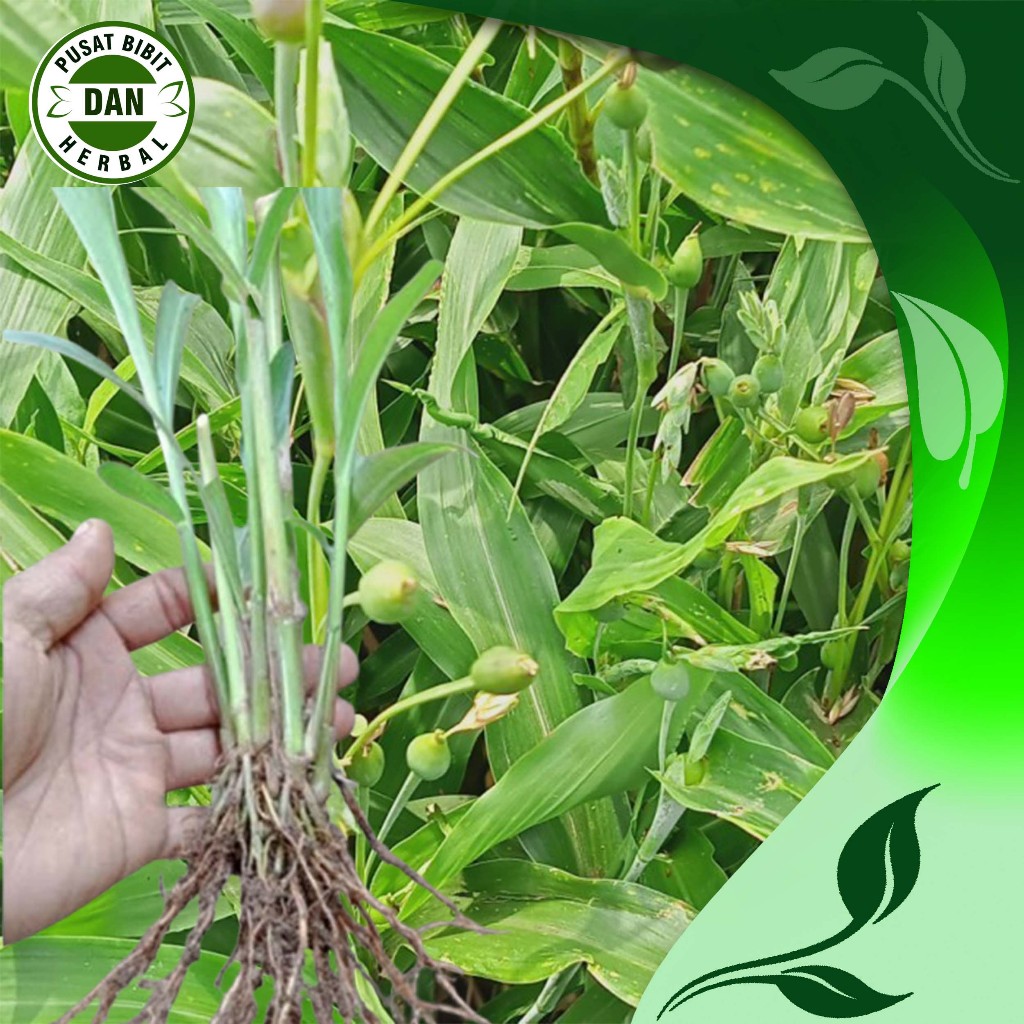 Jual Bibit Pohon Hanjeli/Jali-Jali Siap tanam - pusat bibit dan herbal ...