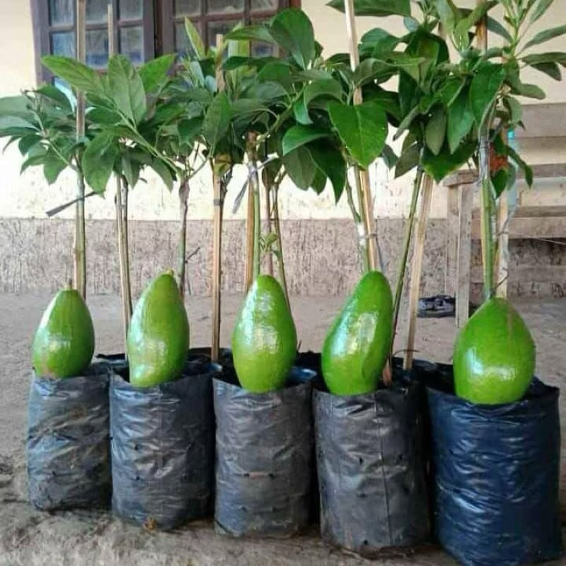 Jual Bibit Alpukat Siger Original Terlaris | Shopee Indonesia
