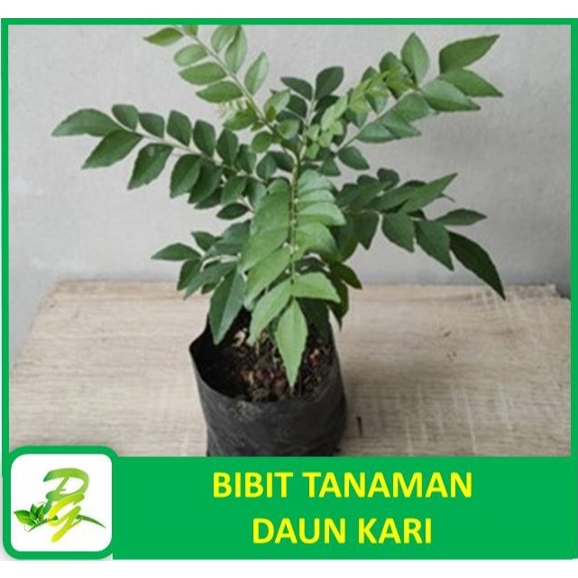 Jual PEERINA BIBIT TANAMAN - Bibit Tanaman Muda Daun Kari-Salam Koja ...